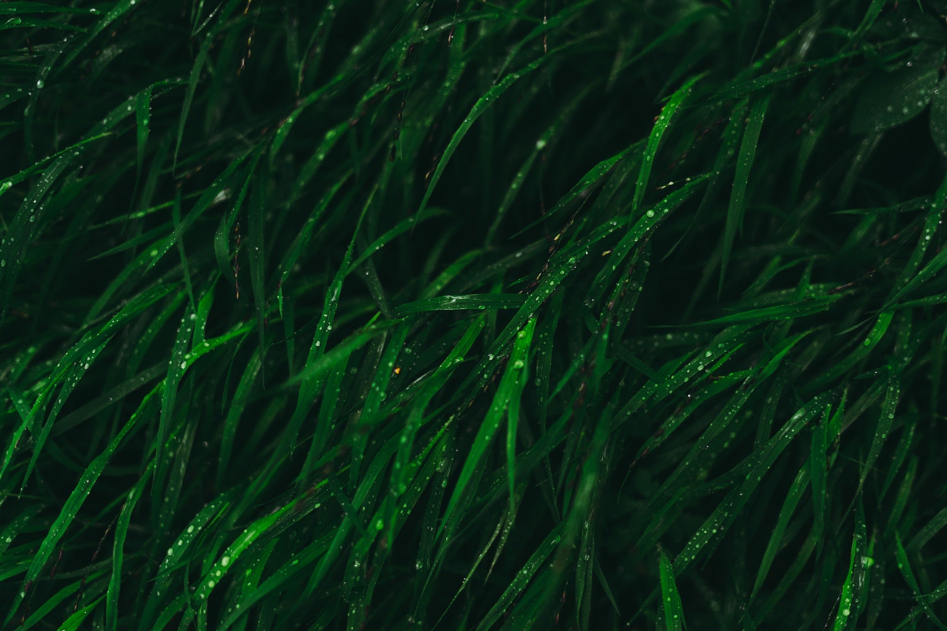 The Intersection of Technology and Style: Algae-based Air Purifiers as ...