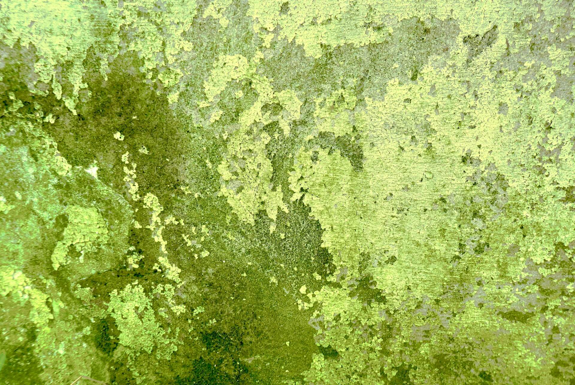 The Algae Revolution: A Glimpse Into the Future of Eco-Friendly Indoor ...